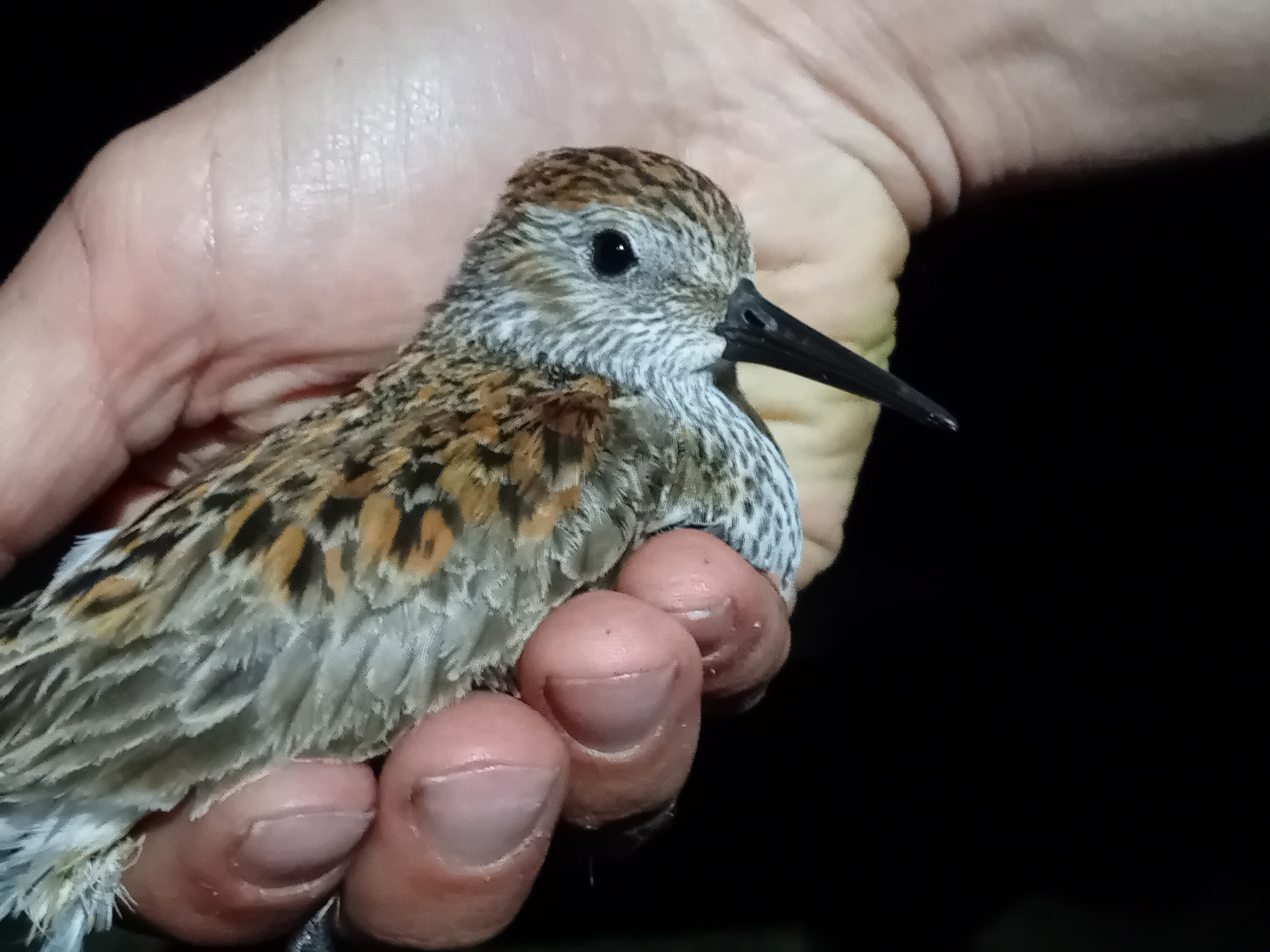 Lundy Bird Observatory - Home