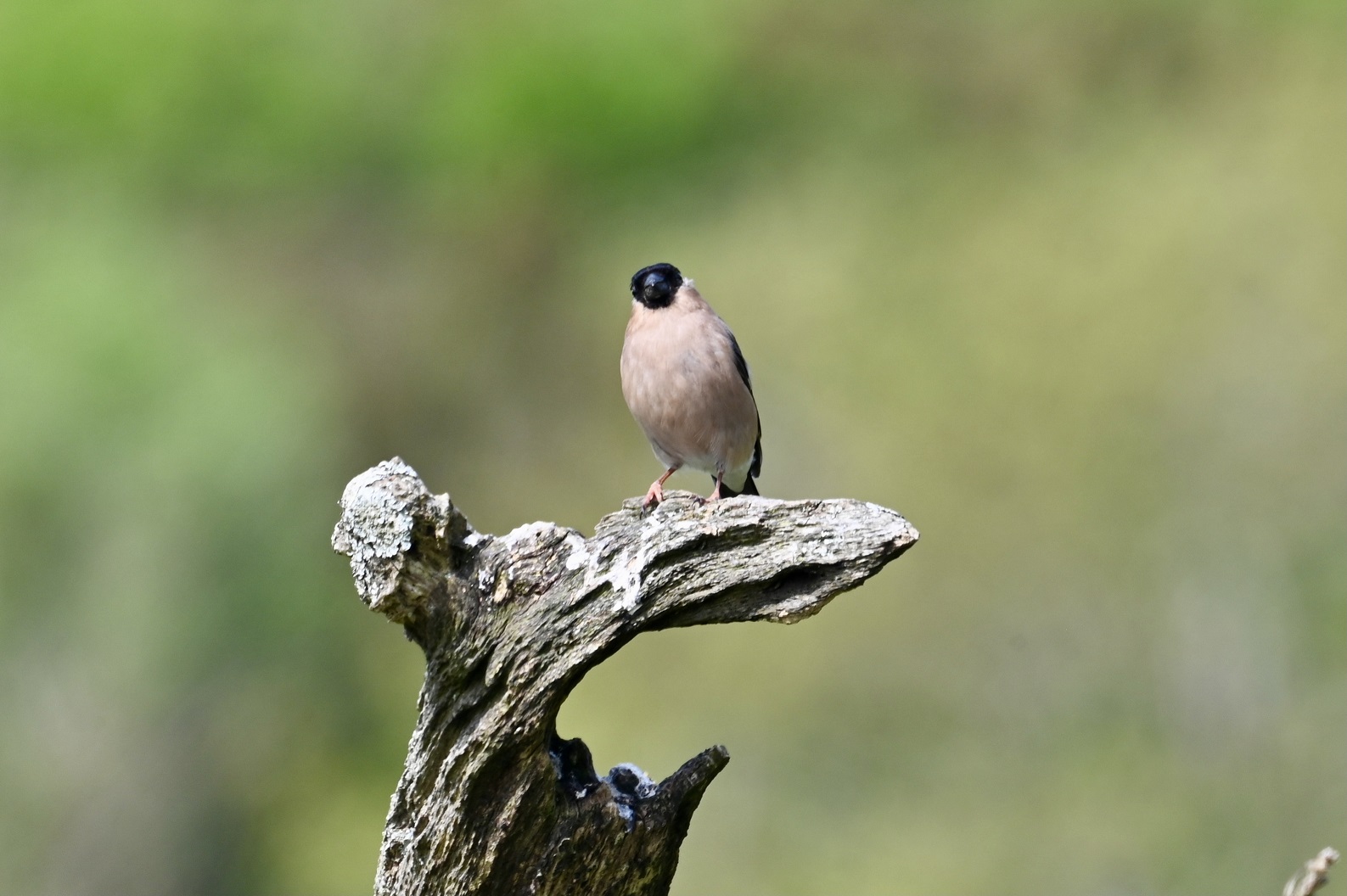 Lundy Bird Observatory - Recent sightings