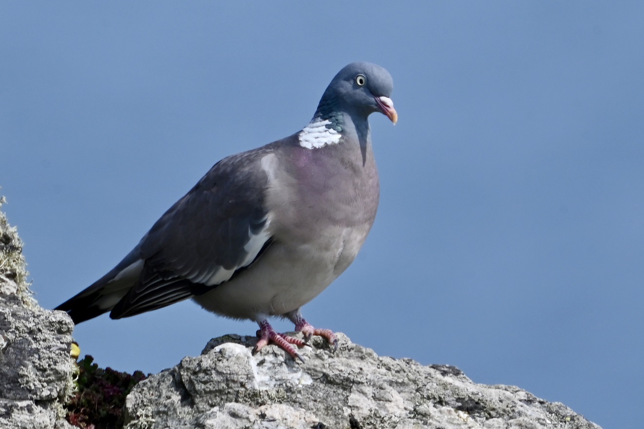 Lundy Bird Observatory - Home