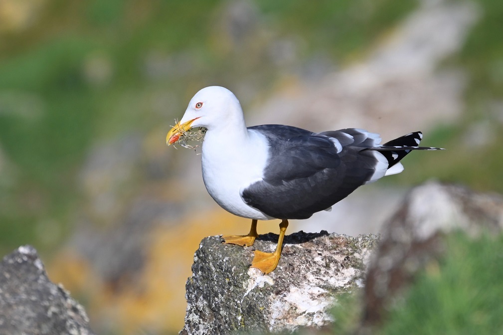 Lundy Bird Observatory - Home