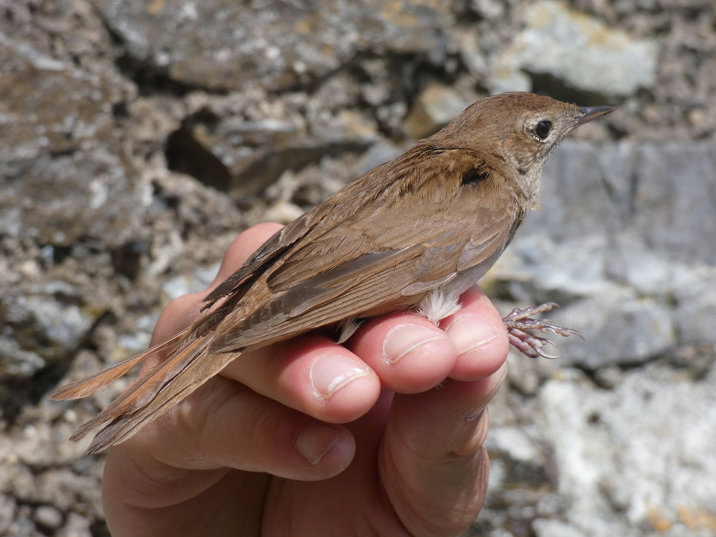 Lundy Bird Observatory - Home