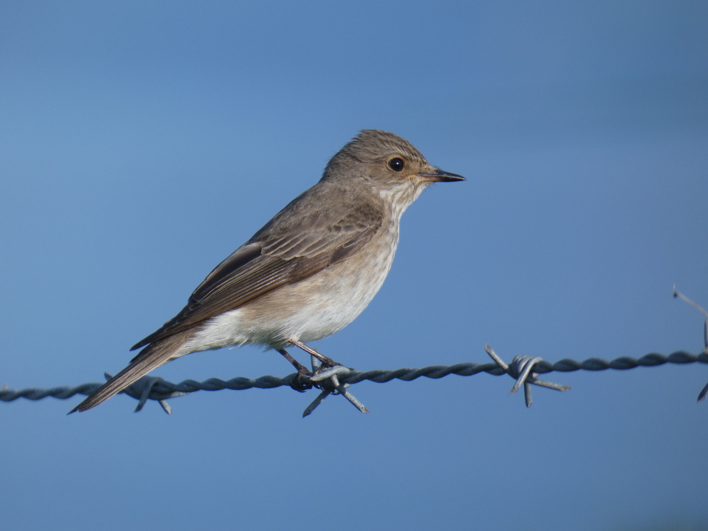Lundy Bird Observatory - Home