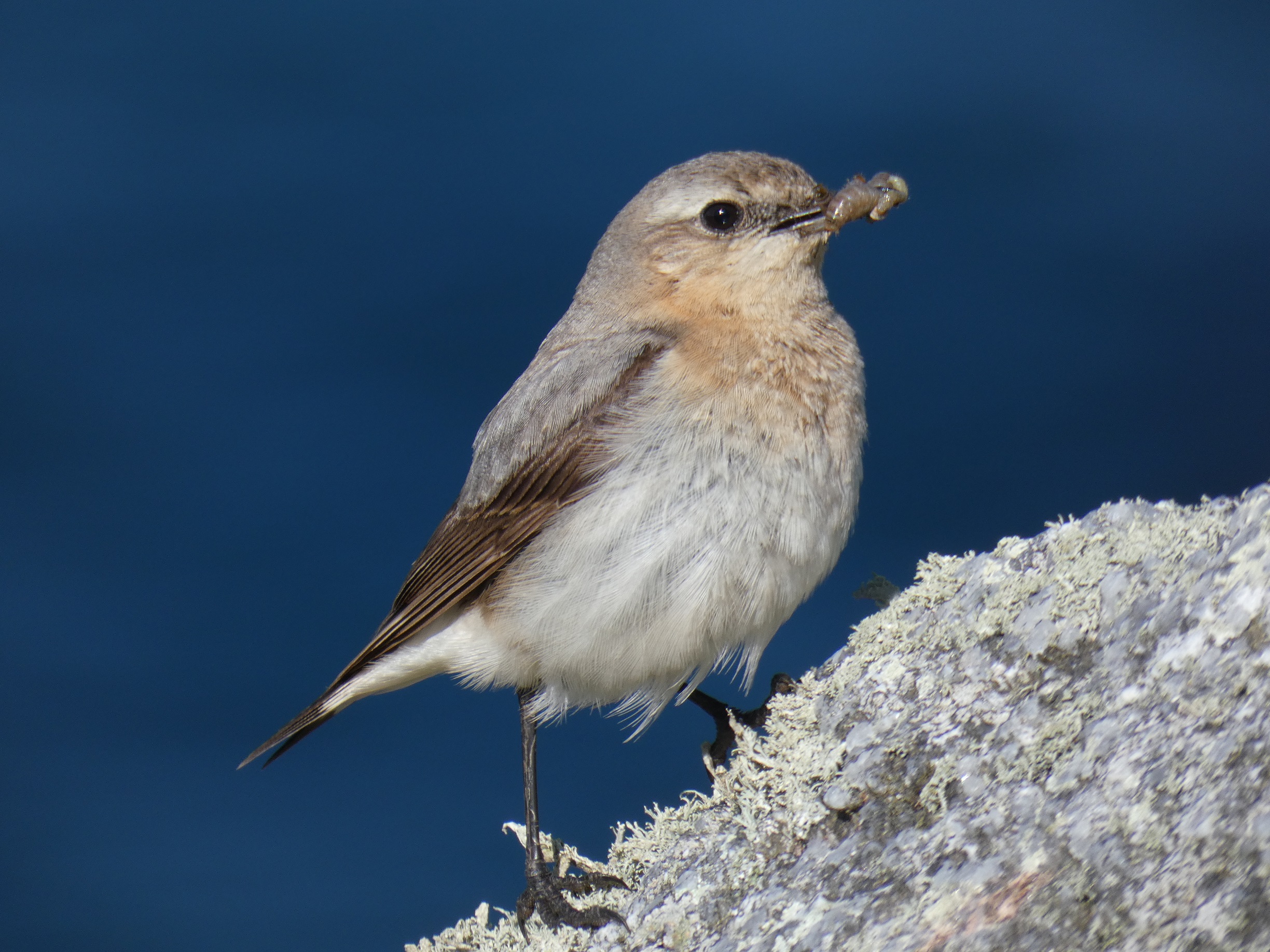 Lundy Bird Observatory - Home