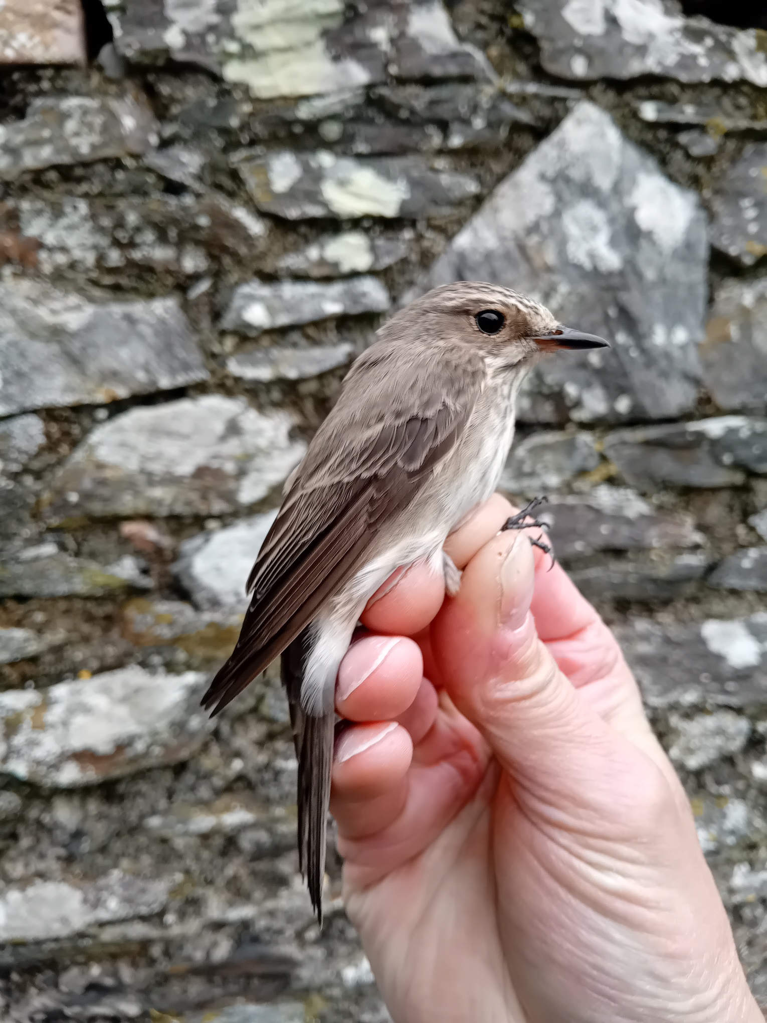 Lundy Bird Observatory - Home