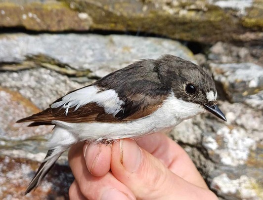 Lundy Bird Observatory - Recent sightings